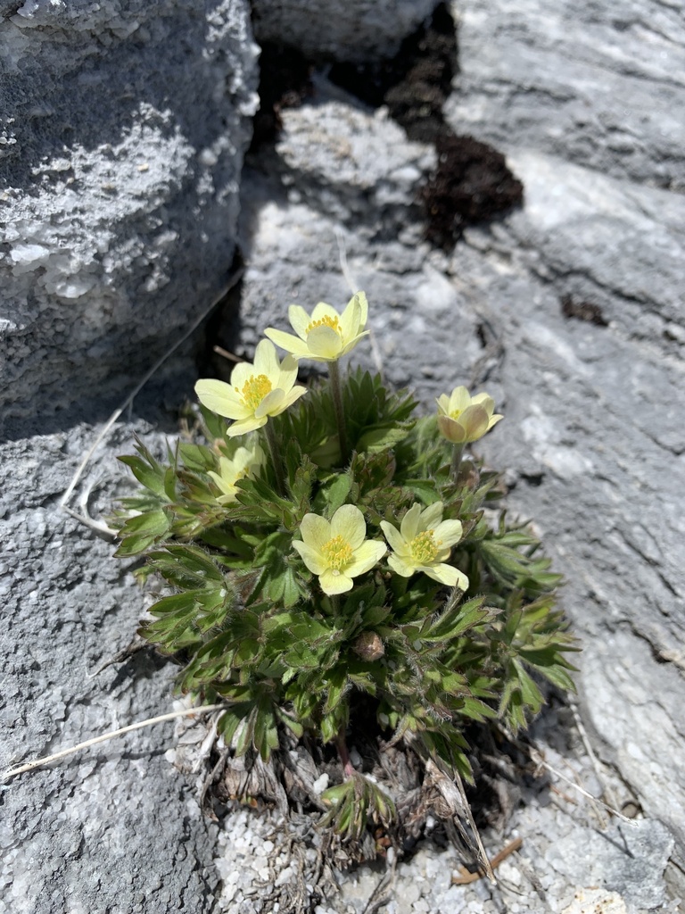 Cut-leaved Anemone from Marble Mountain Wilderness, Fort Jones, CA, US ...