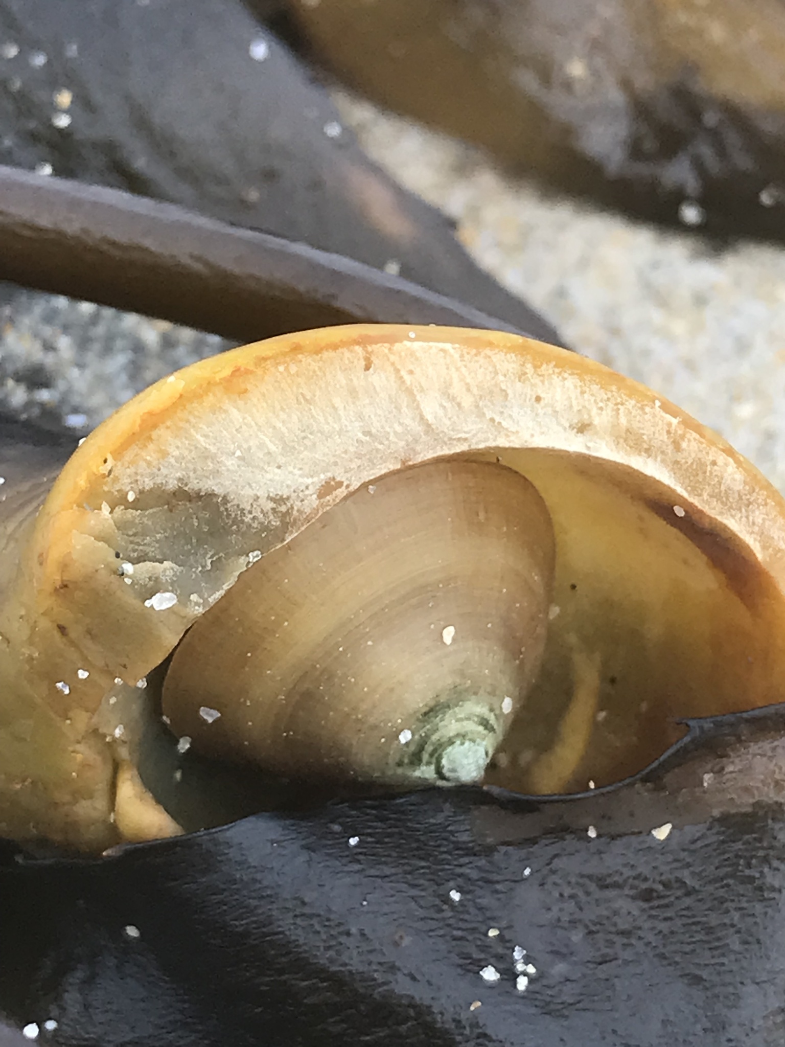 Scurria scurra (Lesson, 1831)