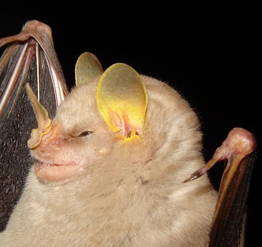 MacConnell's bat from Reserva ProAves El Dorado on February 21, 2007 at ...