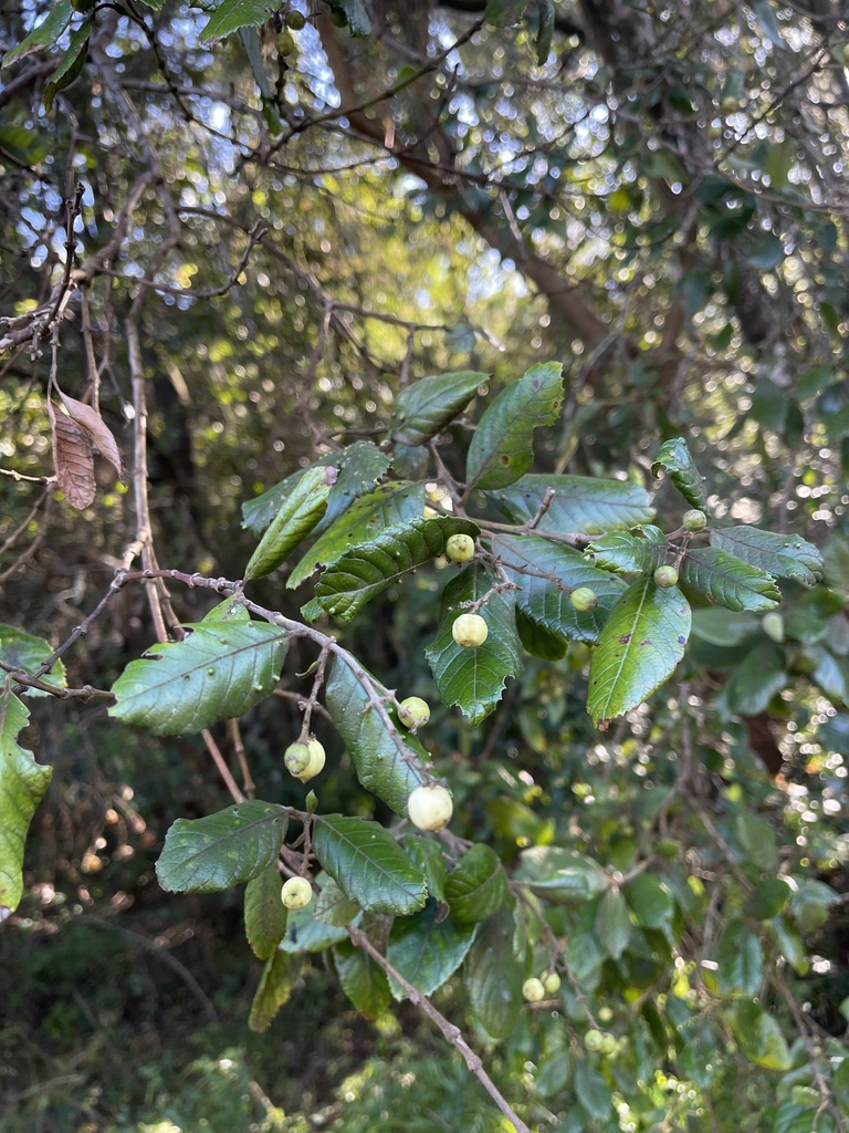 Assegai tree in June 2022 by Troos van der Merwe · iNaturalist