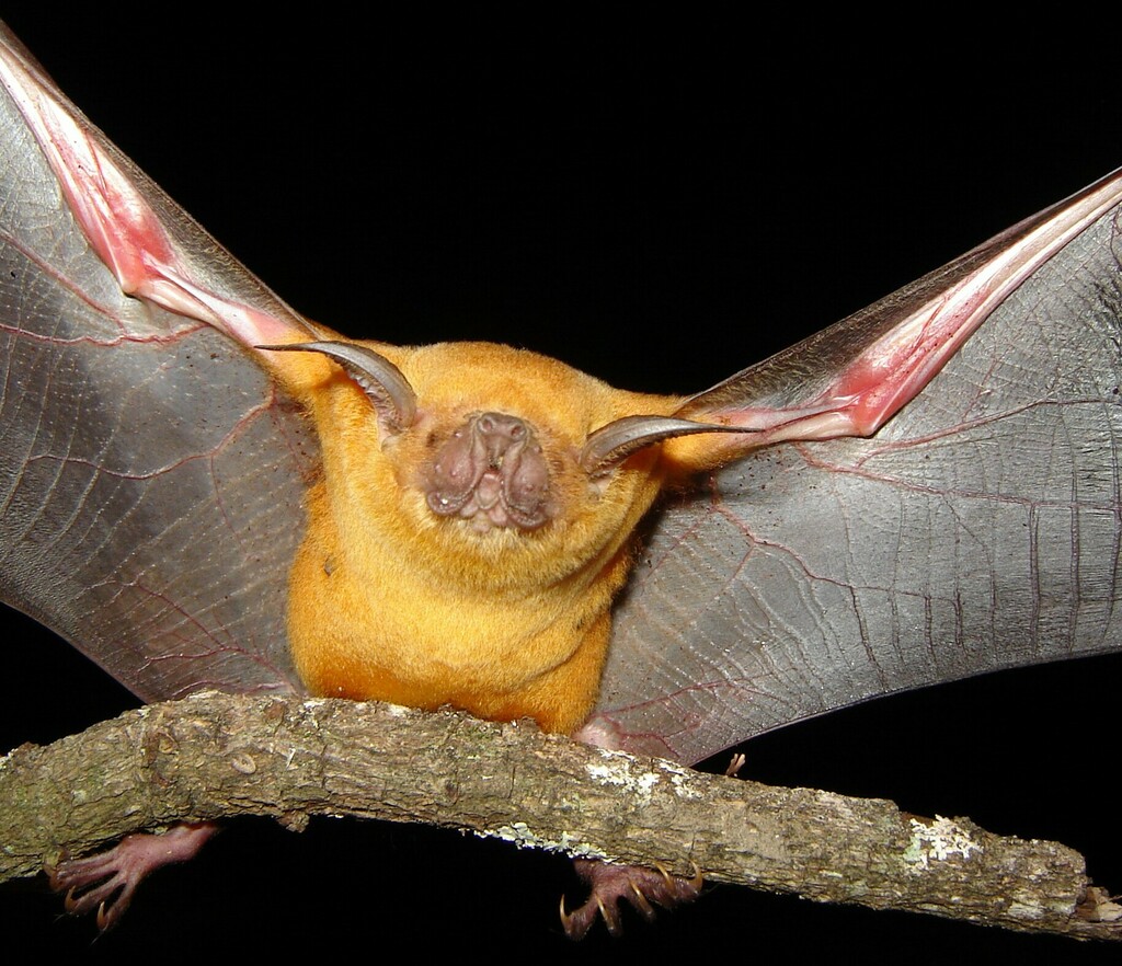 Greater Bulldog Bat from Reserva ProAves El Dorado on February 20, 2007 ...