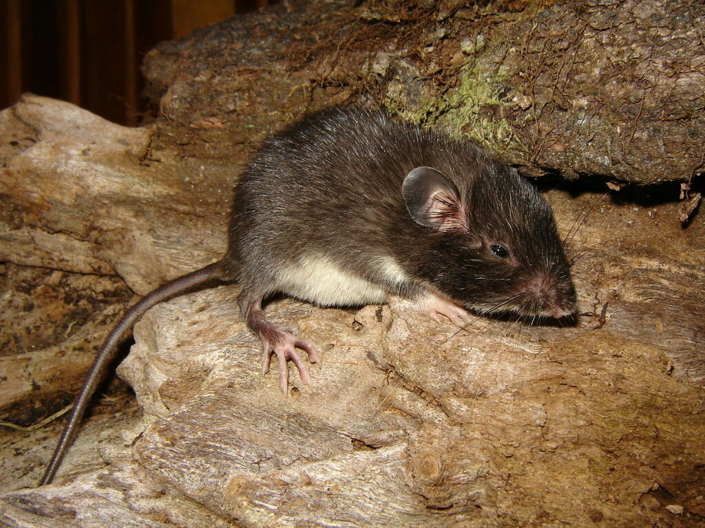 Trinidad Spiny Pocket Mouse from Reserva ProAves El Dorado on January ...