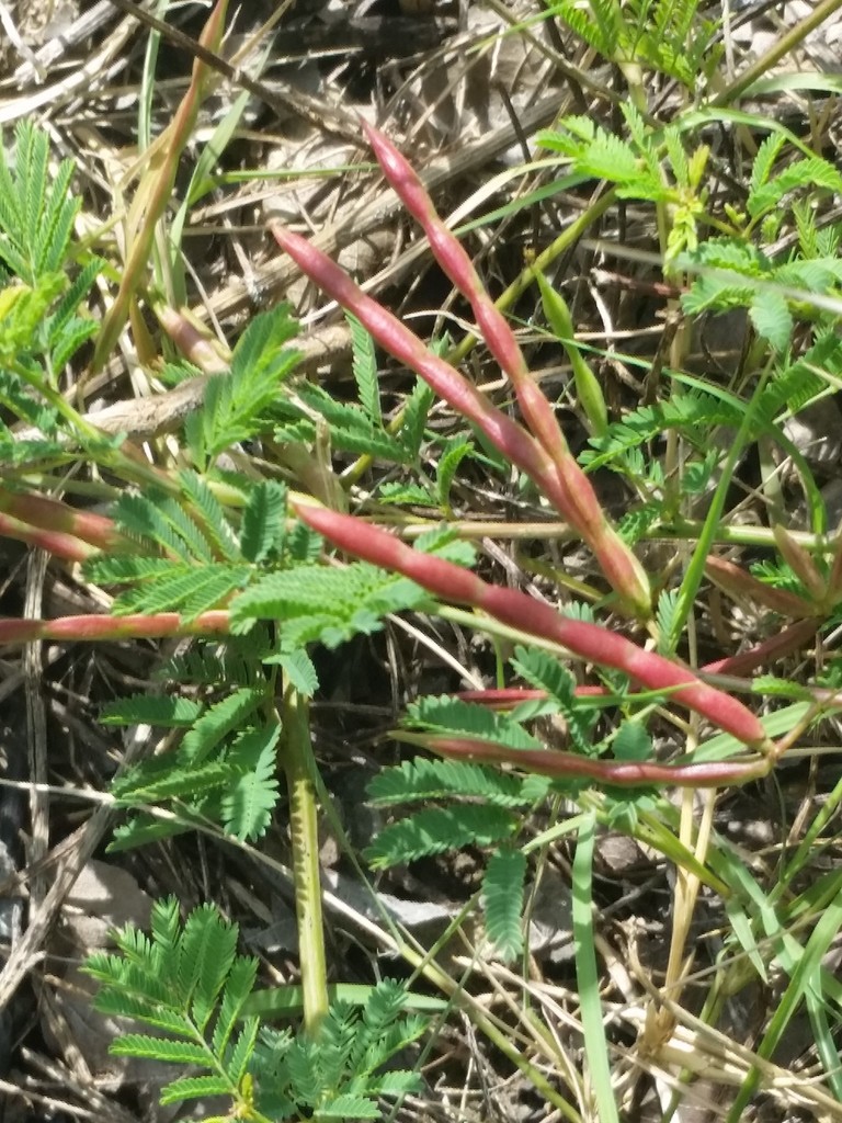 Prairie Bundleflower (Plants of Dallas/Fort Worth) · iNaturalist