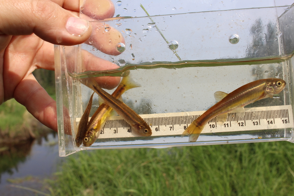 Finescale Dace from Red Lake, ON P0V, Canada on June 22, 2018 at 09:59 ...