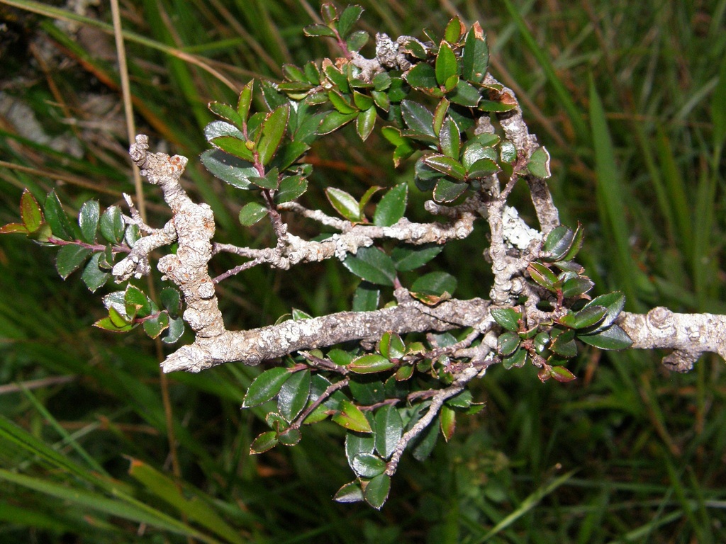 Koko Trees from Oromia, Ethiopia on August 15, 2012 at 02:52 PM by ...