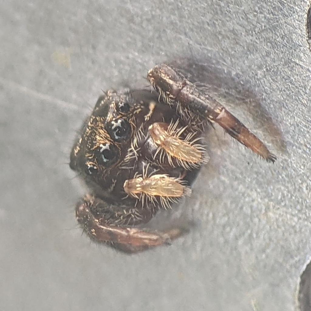 Typical Jumping Spiders from Clark Avenue at 7th Street Northbound ...