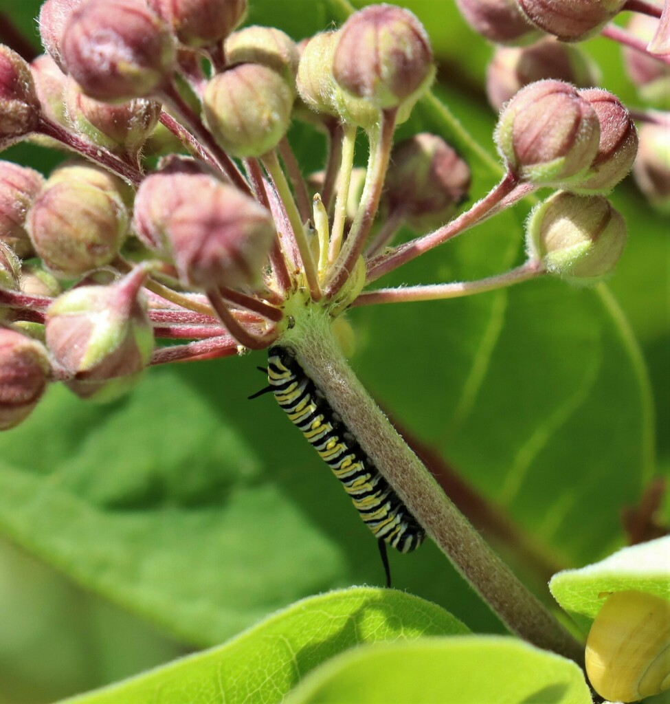 Monarch from Clarke Rd, Prince Edward, ON K0K 2T0, Canada on June 17 ...