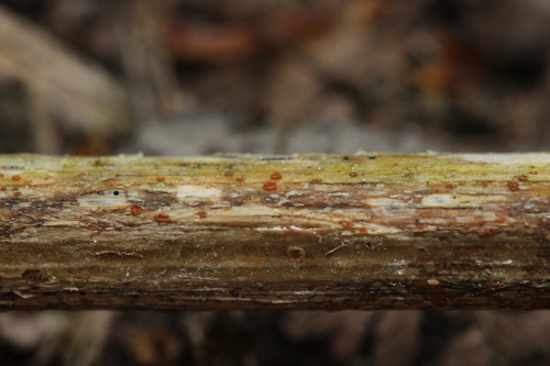Calloria neglecta · iNaturalist