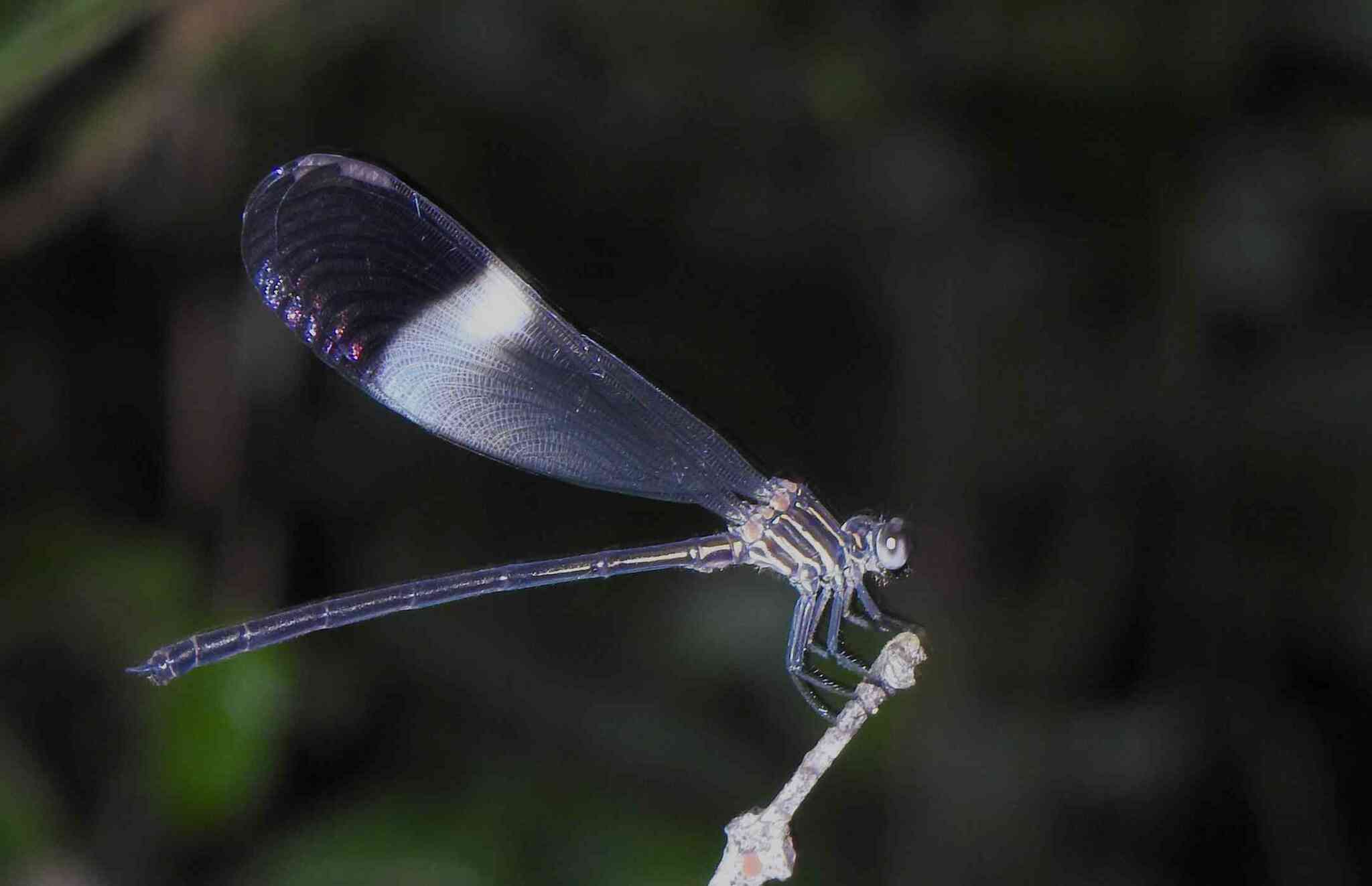 Polythoridae