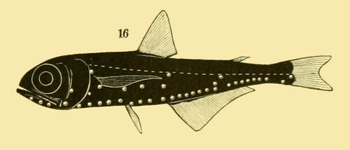 Reinhardt's Lanternfish (Hygophum reinhardtii) · iNaturalist
