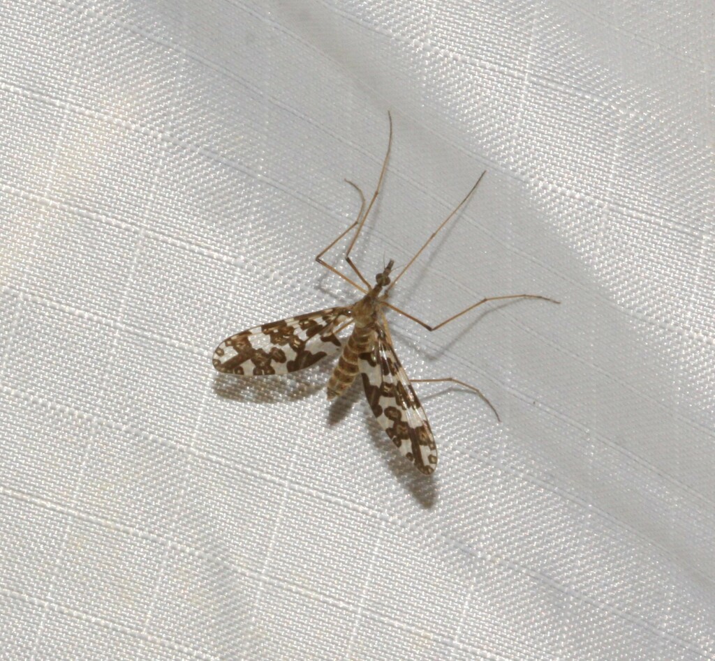 Protoplasa fitchii from Chemin riv Grand Pabos Ouest marécage A Le ...