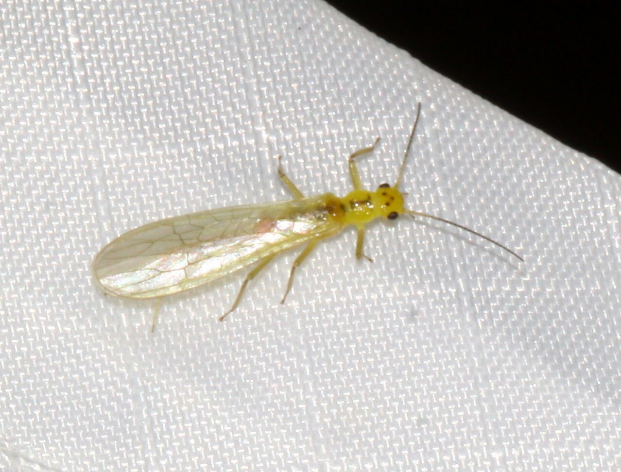 Chloroperlidae