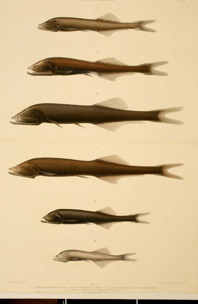 Hidden Bristlemouth (Cyclothone obscura) - Marine Life Identification