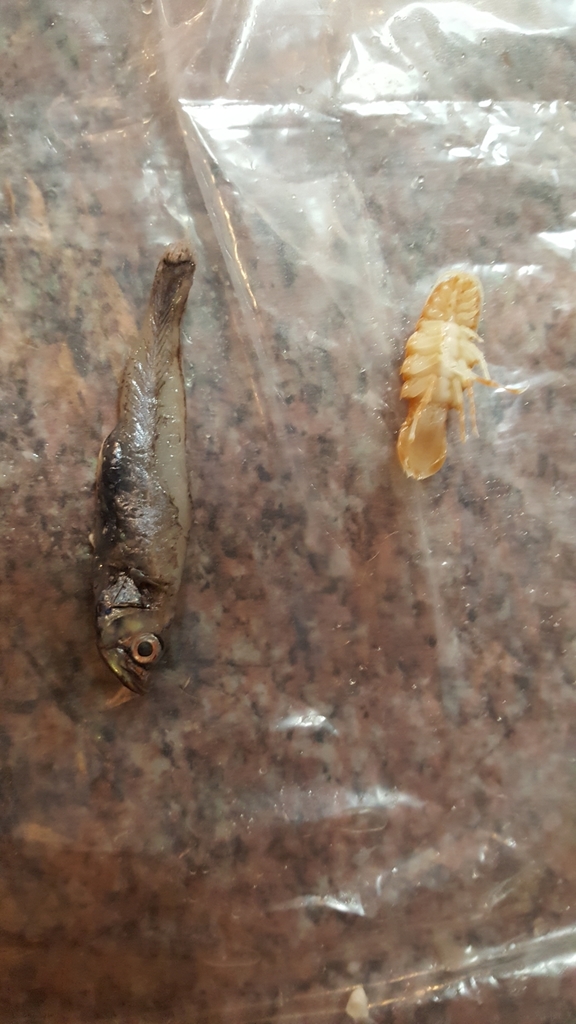 Largescale Neoscopelid (Neoscopelus macrolepidotus) - Marine Life ...