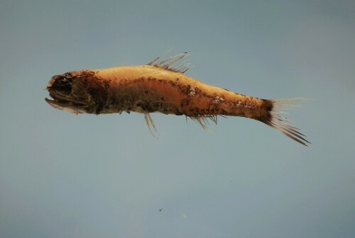 Linternilla termófila (Diaphus termophilus)