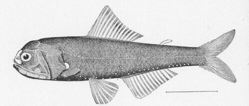 Linternilla faro (Diaphus lucidus)