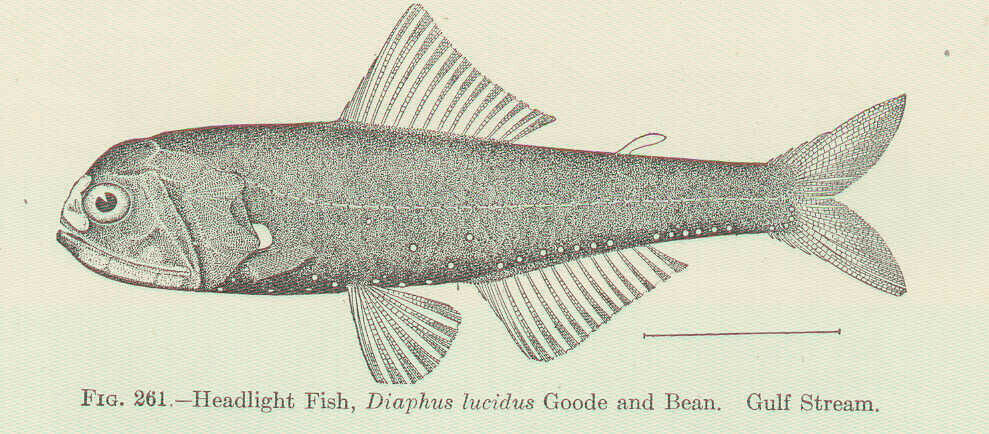 Spotlight Lanternfish (Diaphus lucidus) - Marine Life Identification