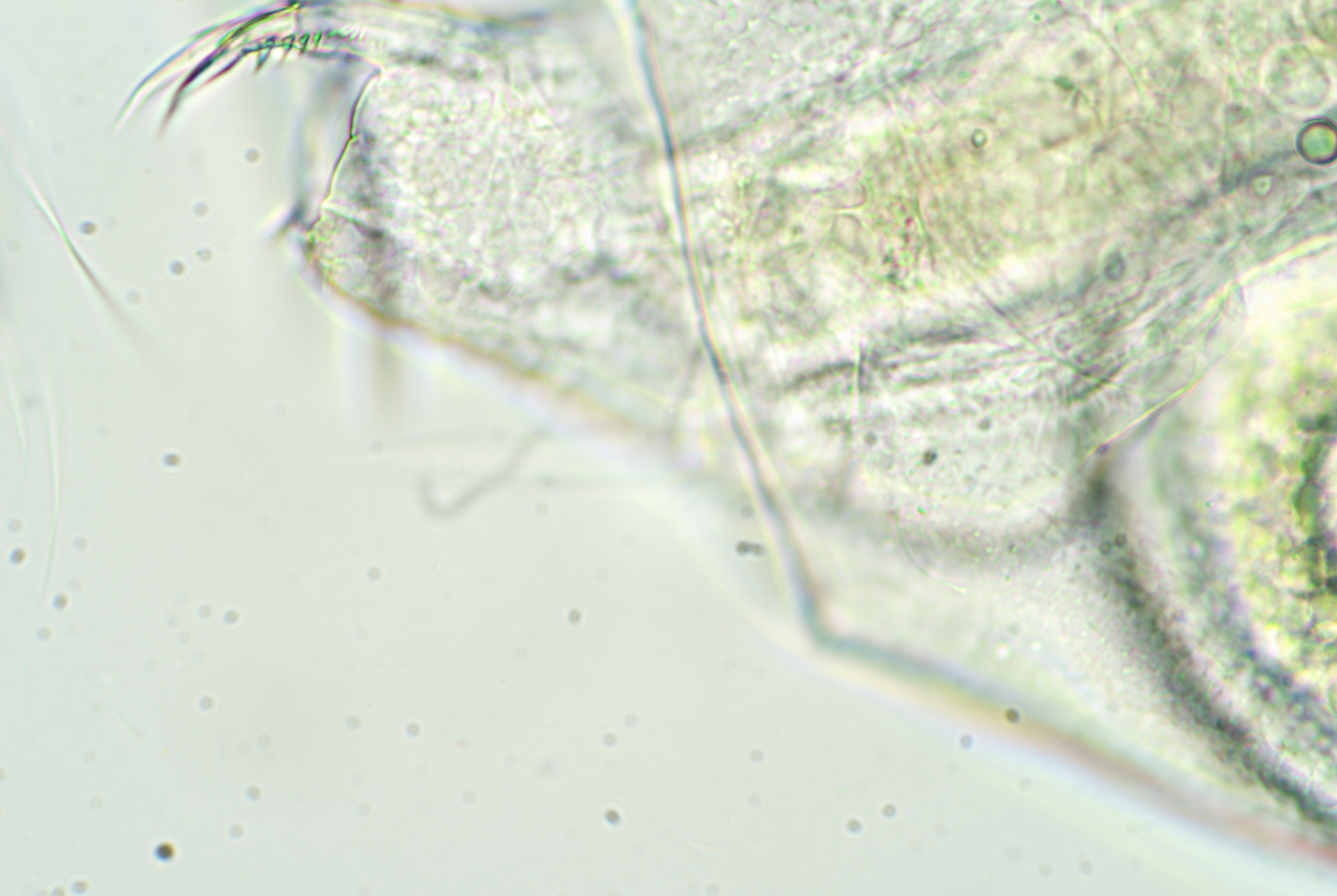 Bosmina longirostris (O.F.Müller, 1776)