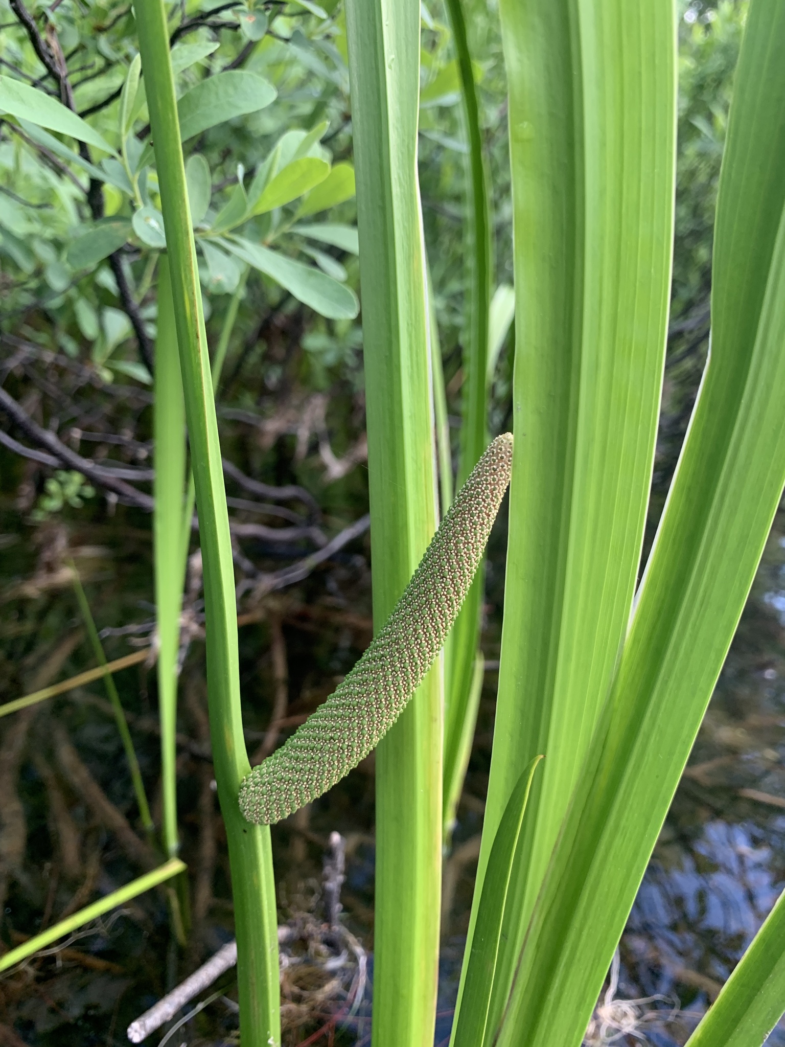 Acorus americanus (Raf.) Raf.
