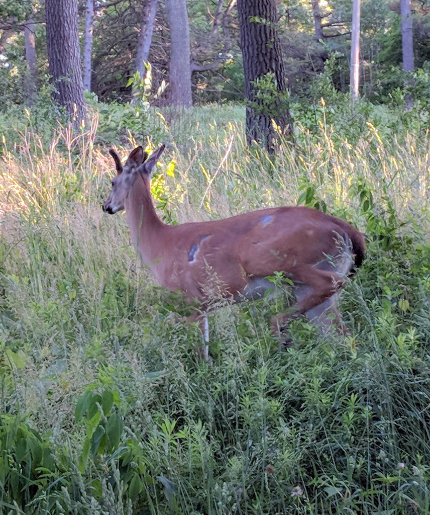 White-tailed Deer from High Park-Swansea, Toronto, ON, Canada on June ...