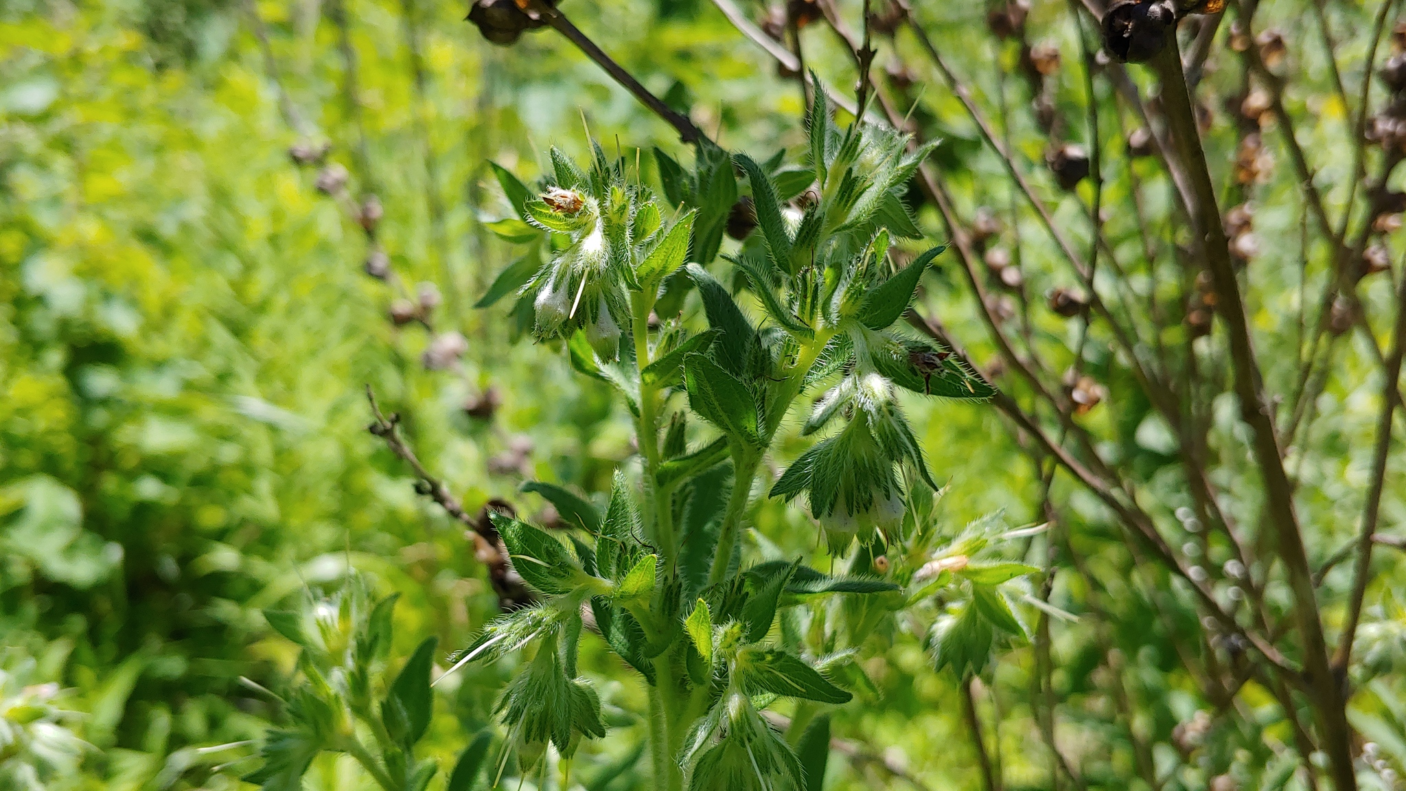 Lithospermum parviflorum Weakley, Witsell & D.Estes