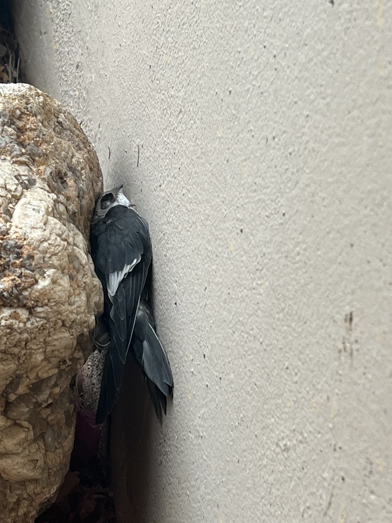 White-throated Swift from La Paloma Country Club, Tucson, AZ, US on ...