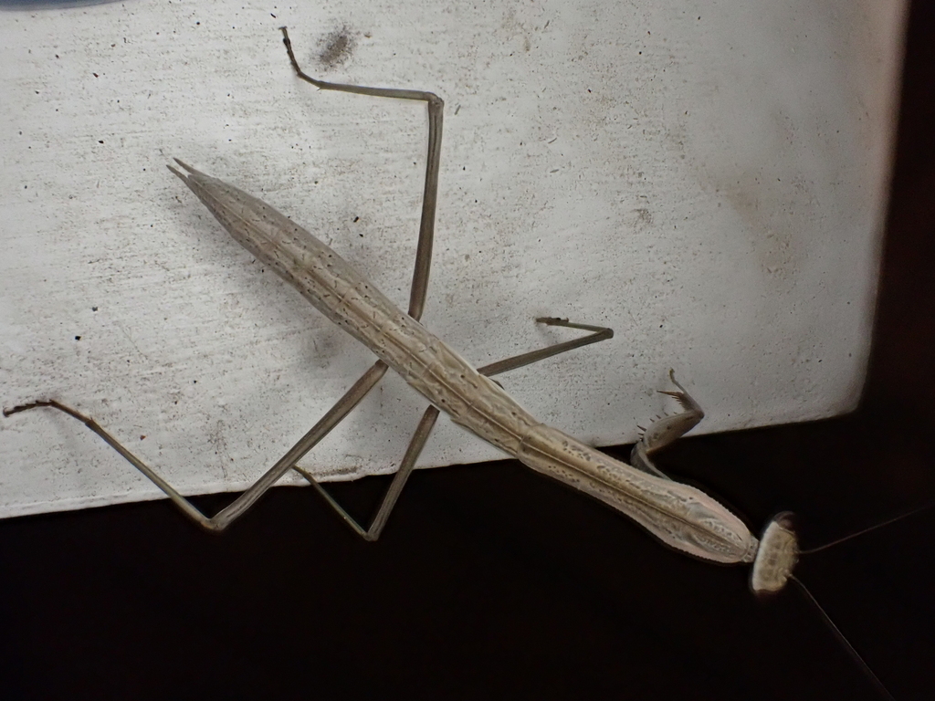 Chinese Mantis from South Cleveland, TN, USA on June 18, 2022 at 10:10 ...