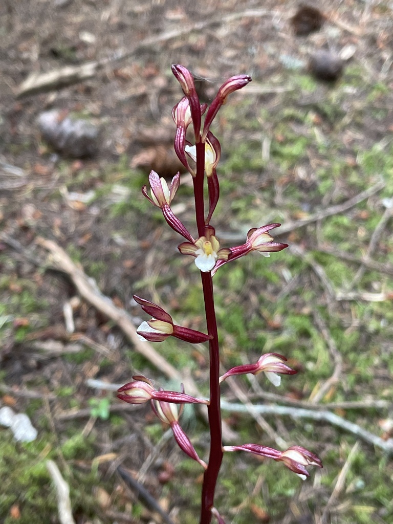 Ozette Coralroot from Capital, BC, CA on June 18, 2022 at 11:59 AM by ...