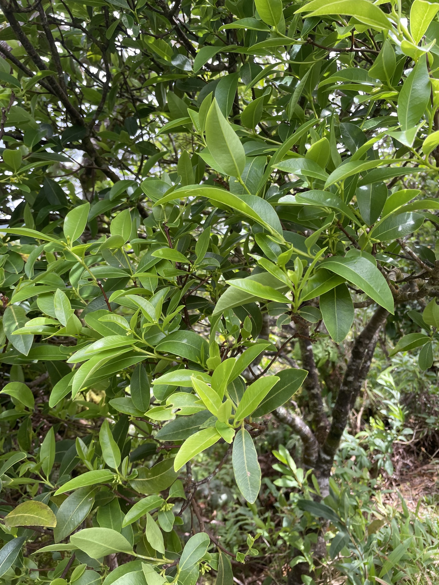 Wikstroemia oahuensis (A.Gray) Rock
