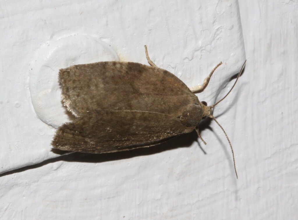 Large Aspen Tortrix from Pabos, 17 rue Baie-Bleue Le Rocher-Percé, QC ...