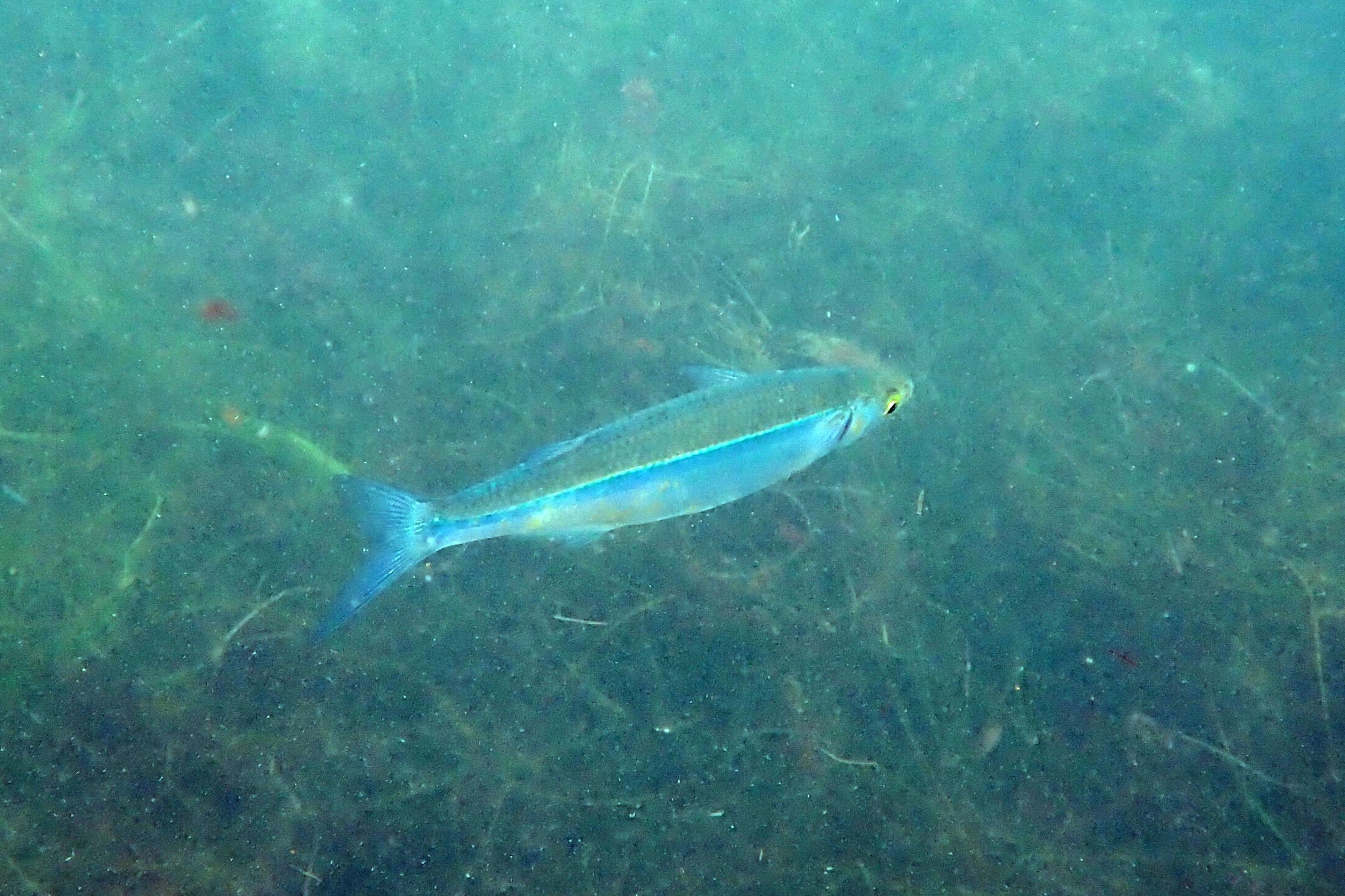 Atherinops affinis (Ayres, 1860)