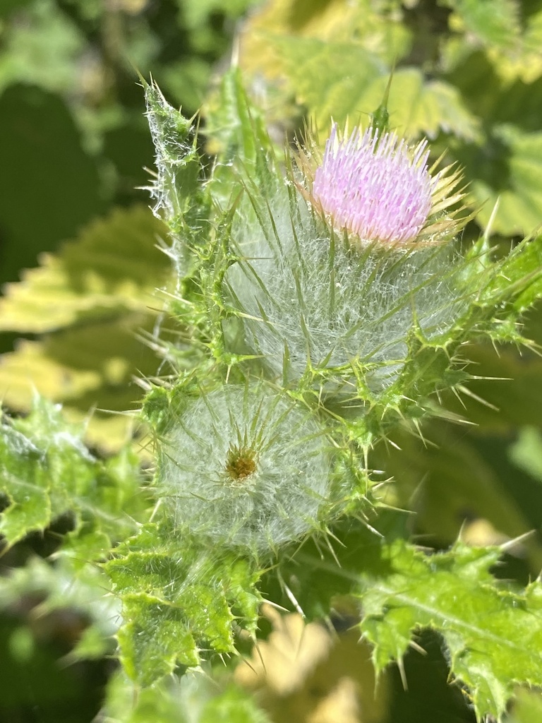 Short-styled Thistle from Cowell-Purisima Trail, Half Moon Bay, CA, US ...