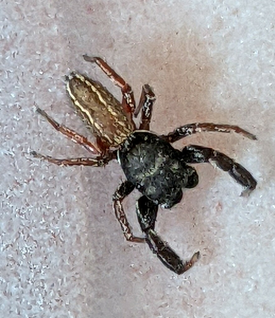 Ribbon Jumping Spider from Corona, CA, USA on June 18, 2022 at 10:14 AM ...