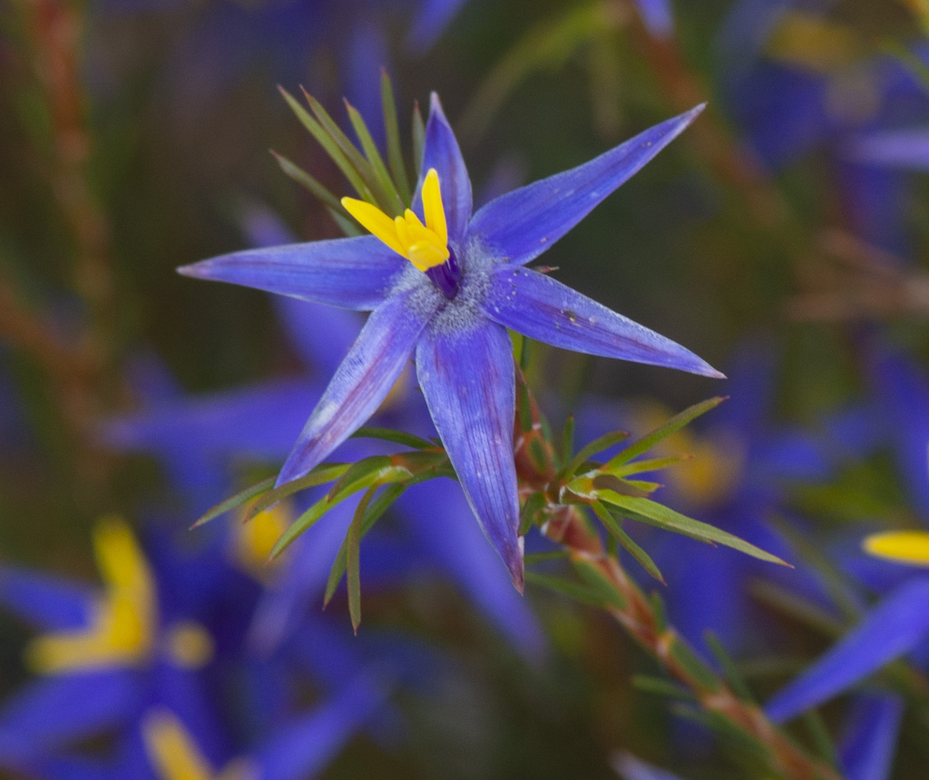 tinsel lilies (Calectasia) - Botanical Realm