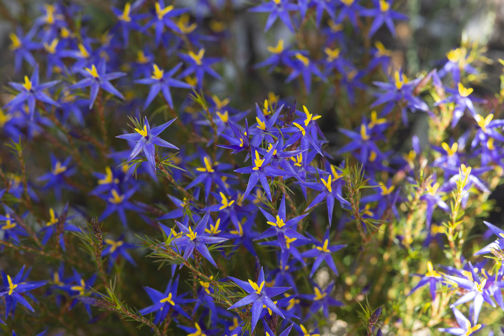 tinsel lilies (Calectasia) - Botanical Realm