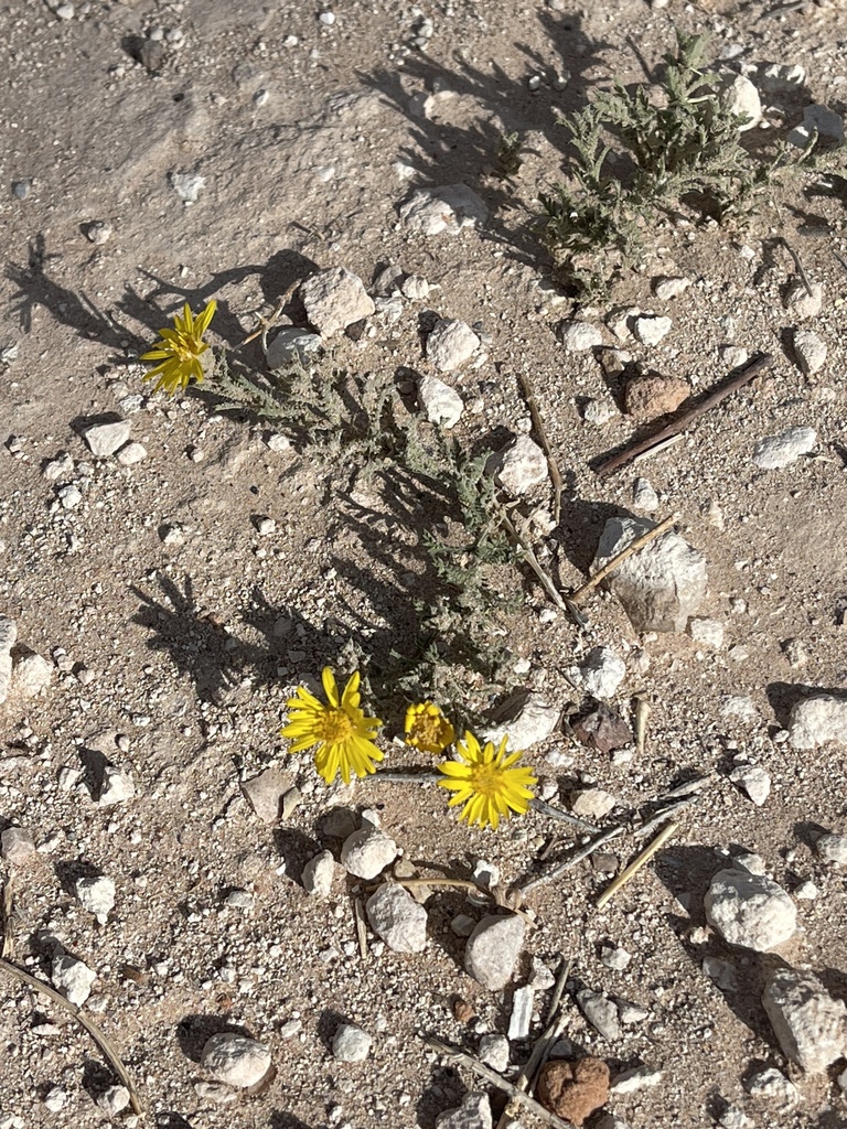 Spiny Goldenweed from E Pecos Dr, Hobbs, NM, US on June 18, 2022 at 05: ...