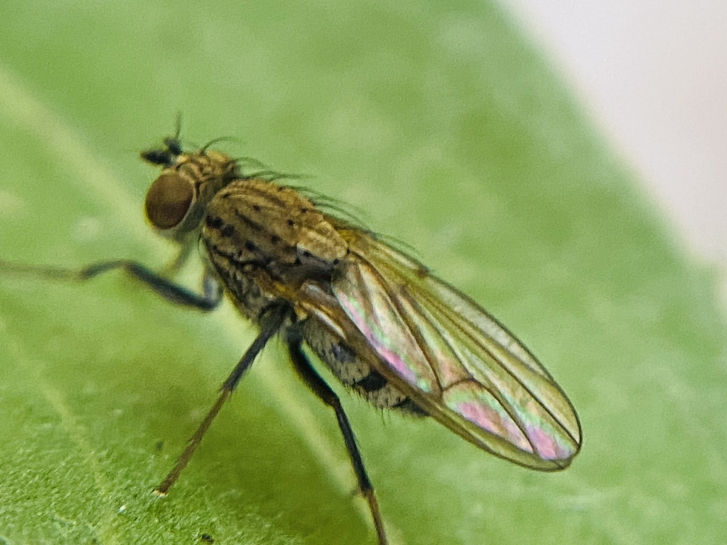 Notiphila from Mission Trails Regional Park, San Diego, CA, US on June ...