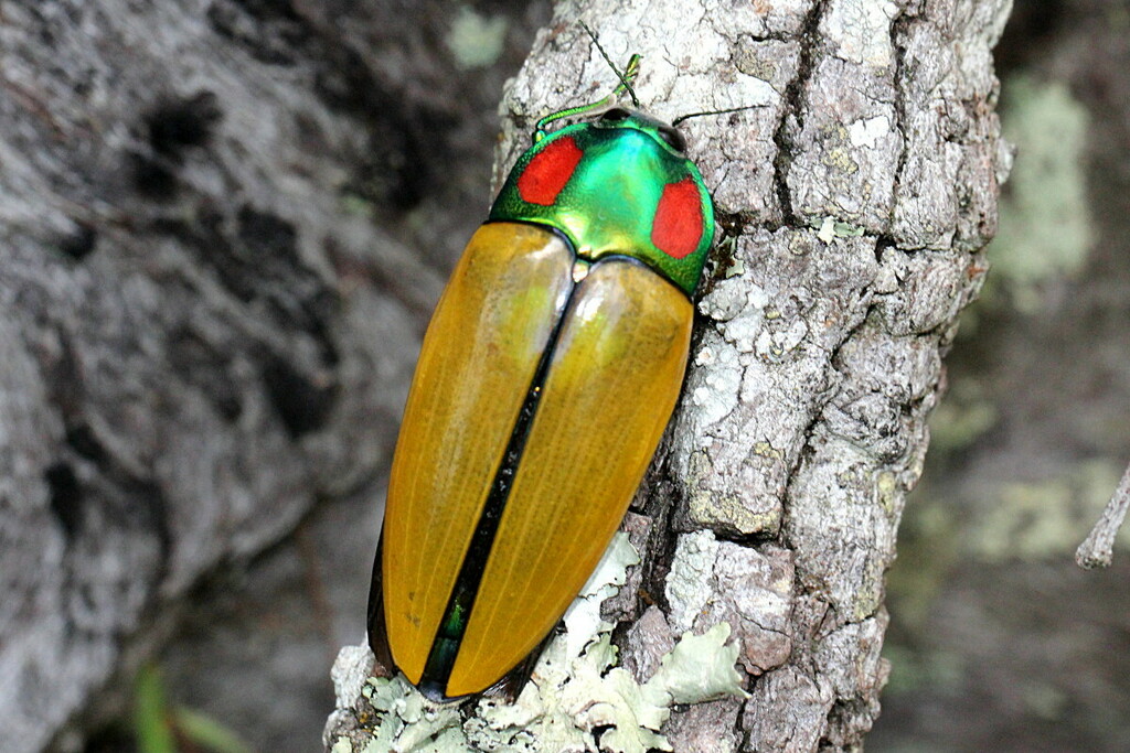 Calodema regalis from Mt Mitchell NP, Tregony QLD 4370, Australia on ...