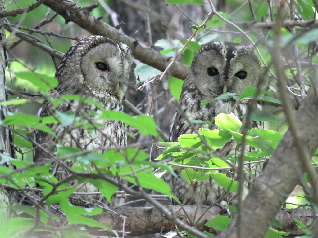 Himalayan Owl from Jeondong-myeon, Yeongi-gun, Chungcheongnam-do, South ...