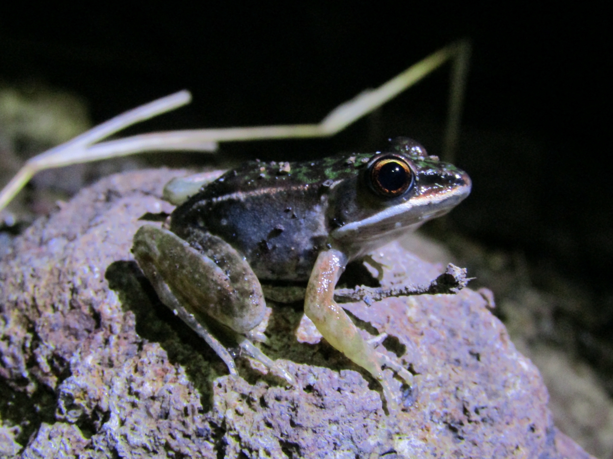 Lithobates maculatus (Brocchi, 1877)