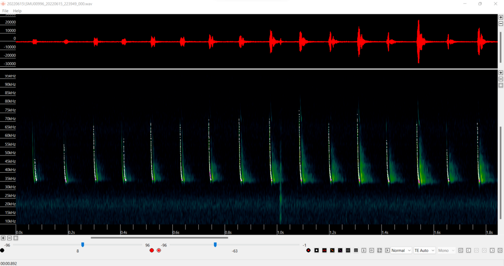 Eastern False Pipistrelle from Hobart TAS, Australia on June 15, 2022 ...