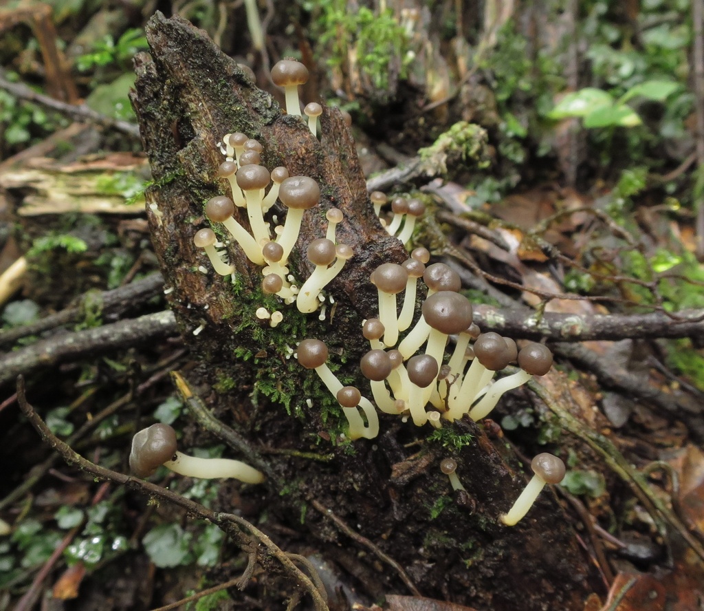 Leotiomycetes from Ngongotahā Valley, New Zealand on June 19, 2022 at ...