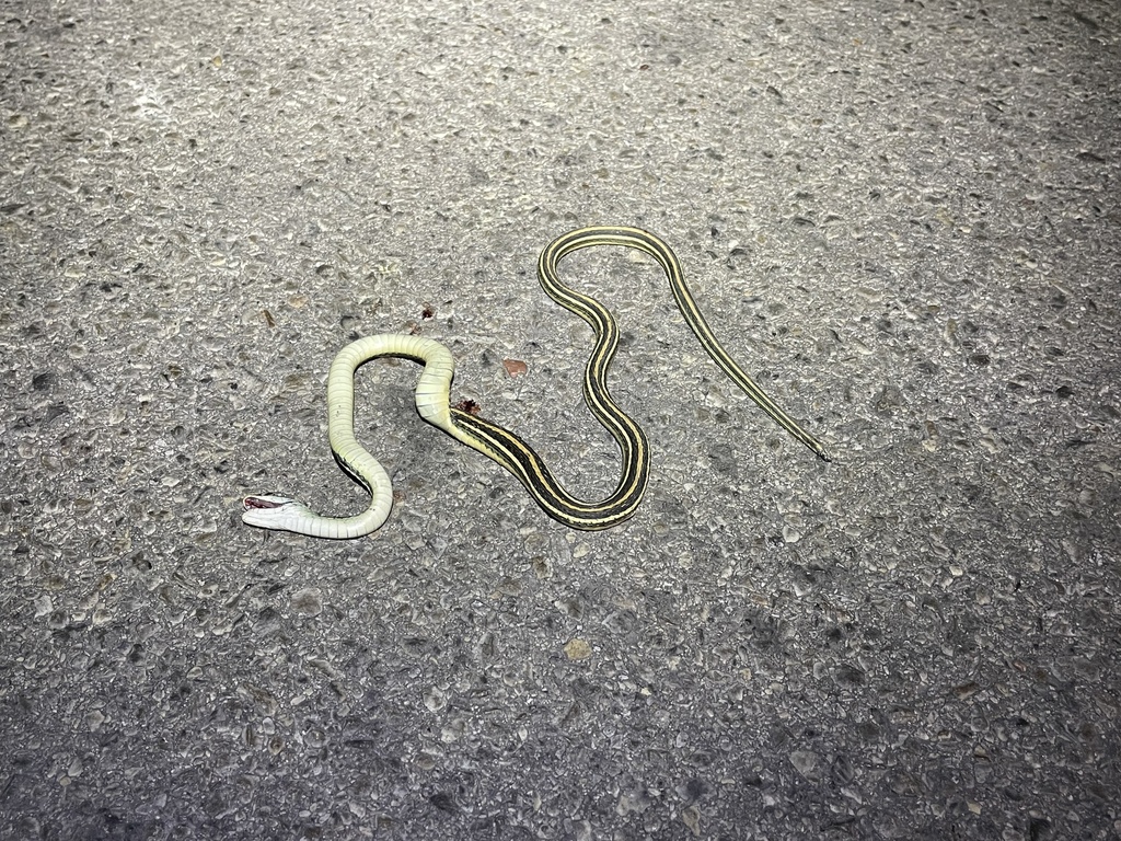 Orange-striped Ribbonsnake from Muir Rd, Aledo, TX, US on June 18, 2022 ...