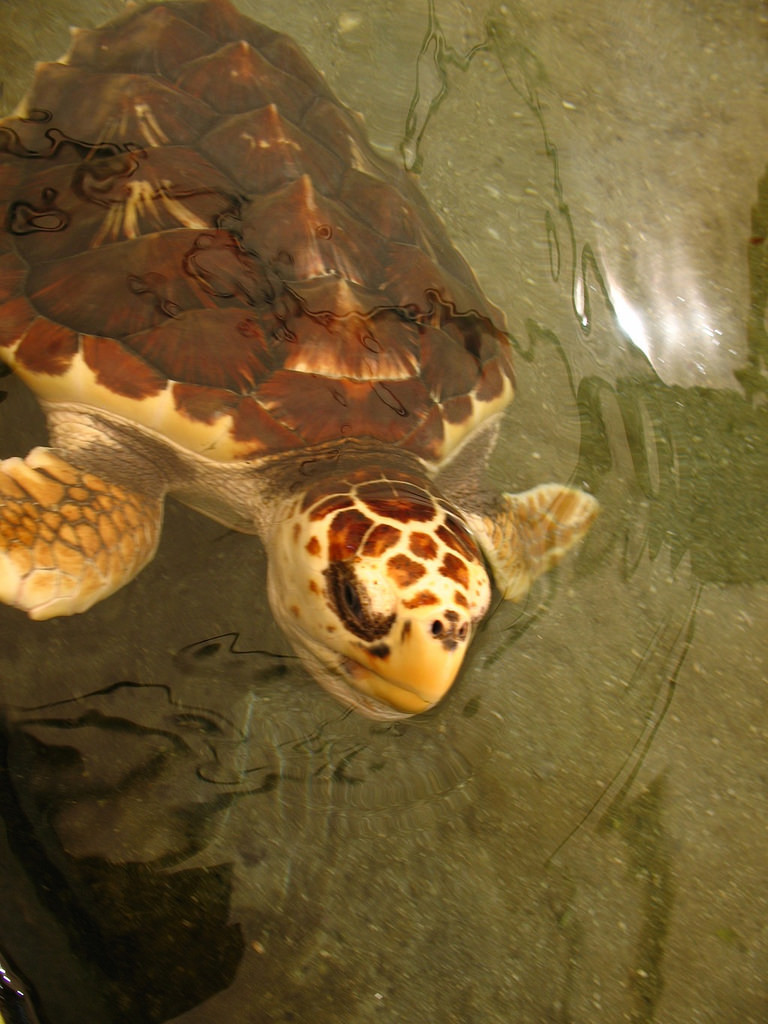 Loggerhead sea turtles (Caretta) - Marine Life Identification