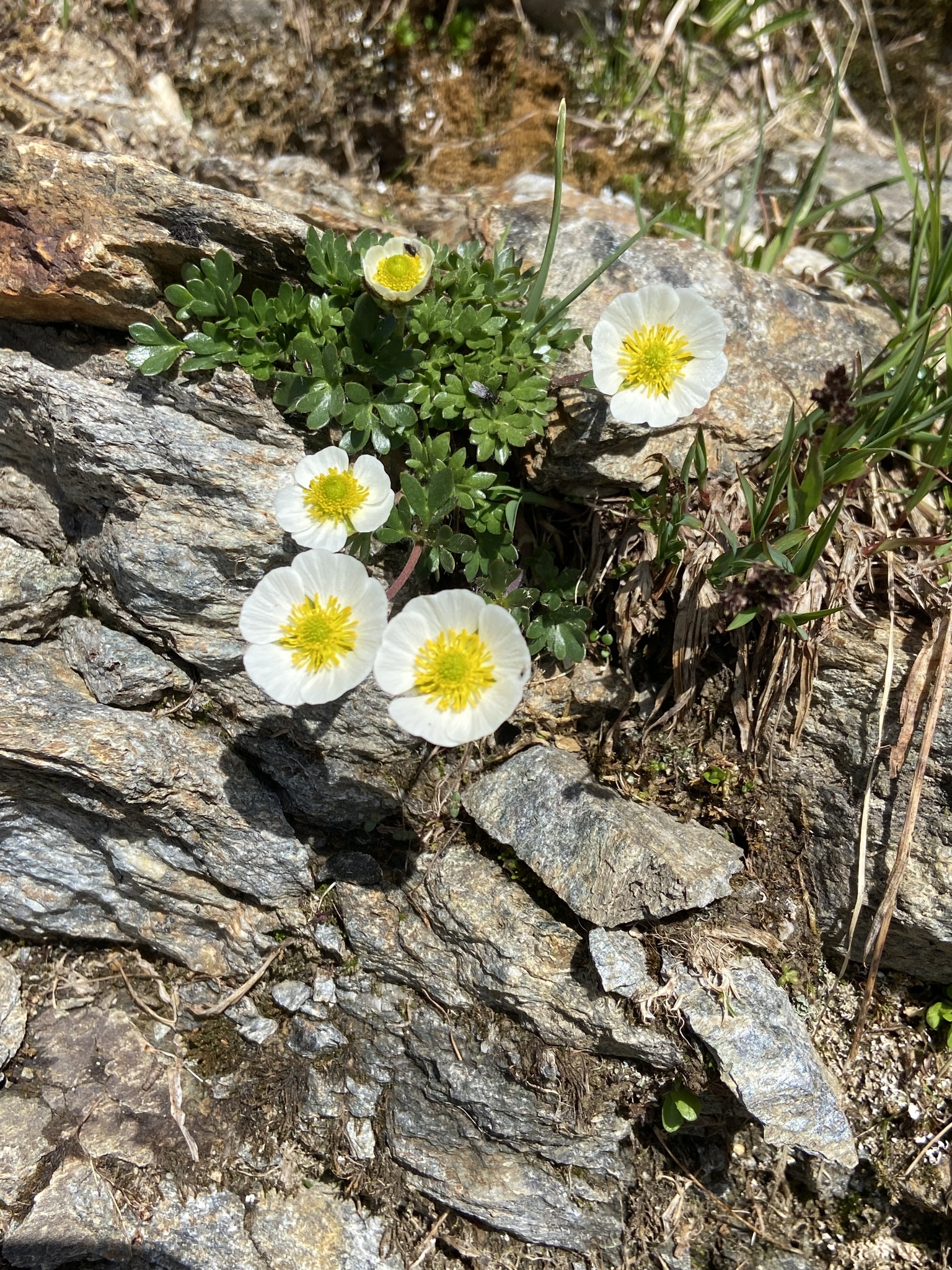 Ranunculus glacialis L.