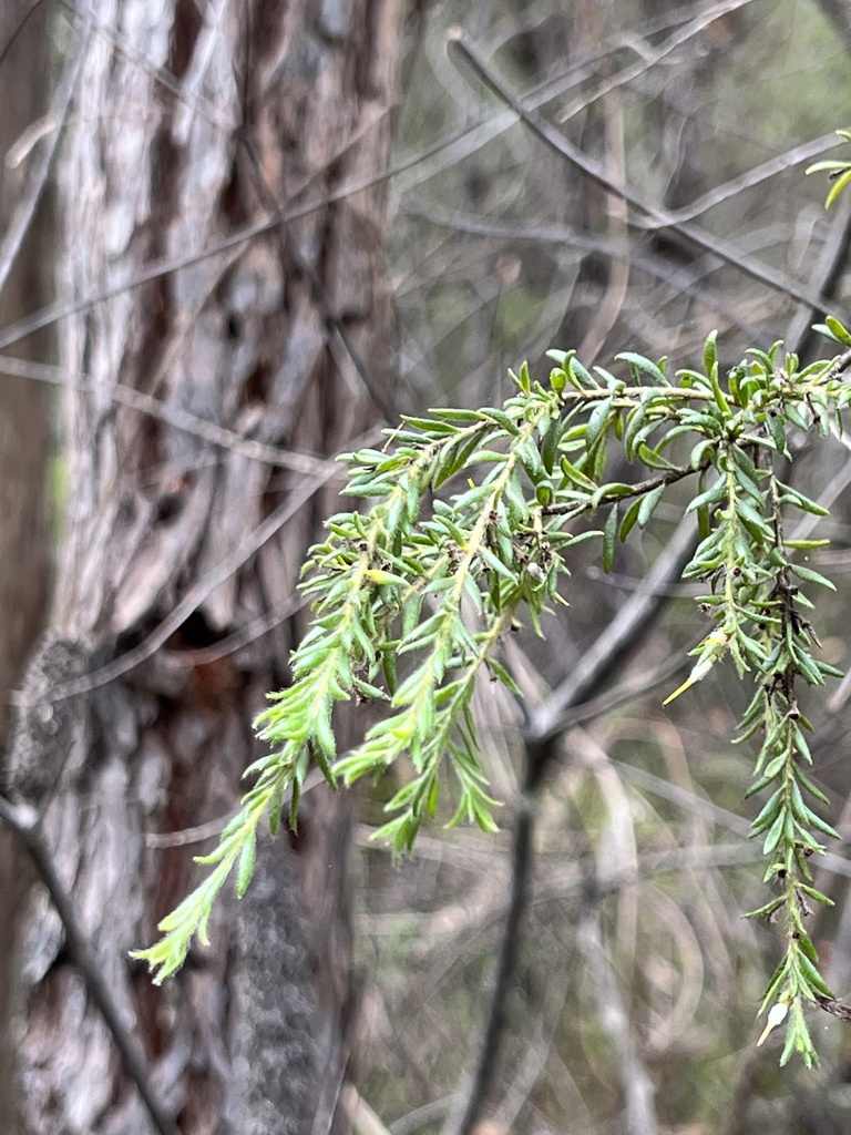 Persoonia hirsuta in June 2022 by Margaret Sky · iNaturalist