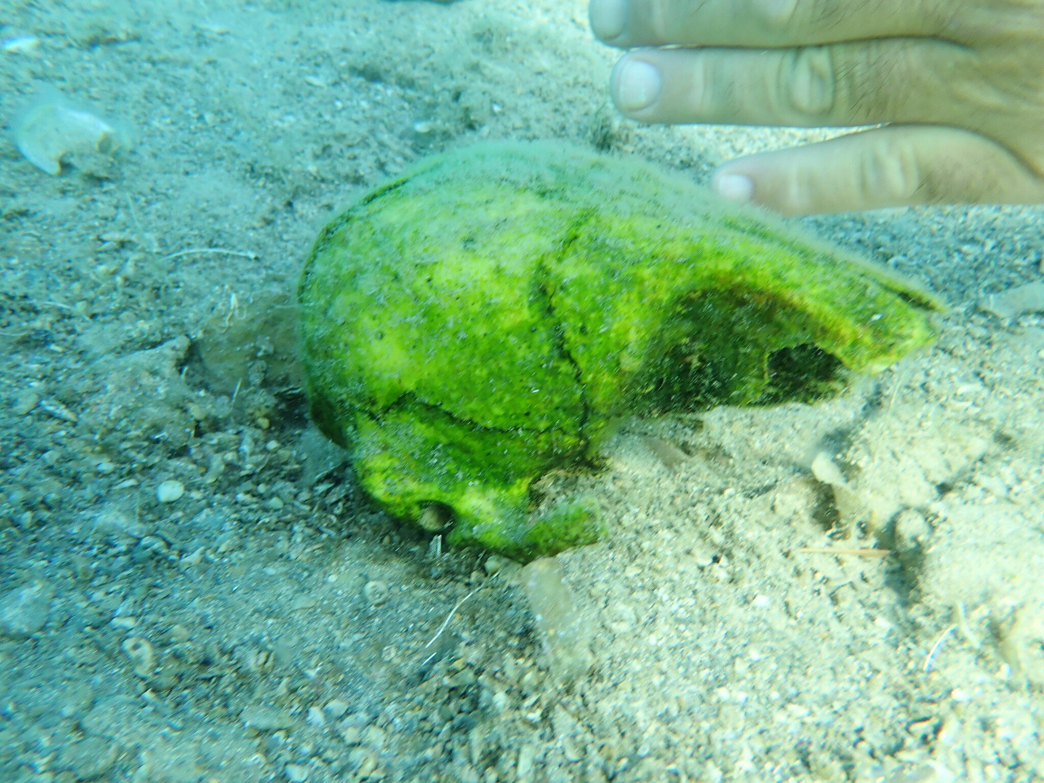 Monachus monachus (Hermann, 1779)