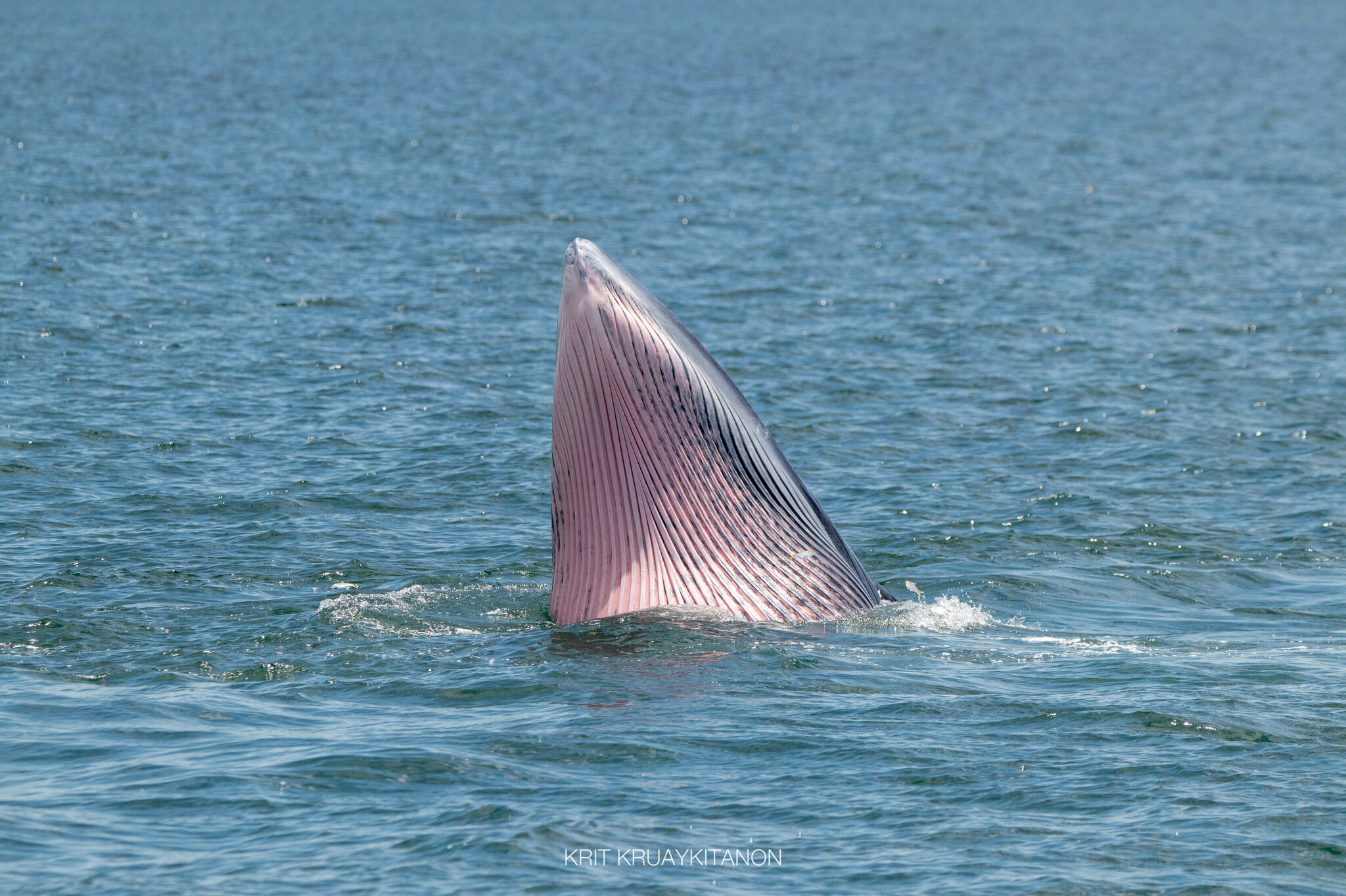 Balaenoptera edeni Anderson, 1879