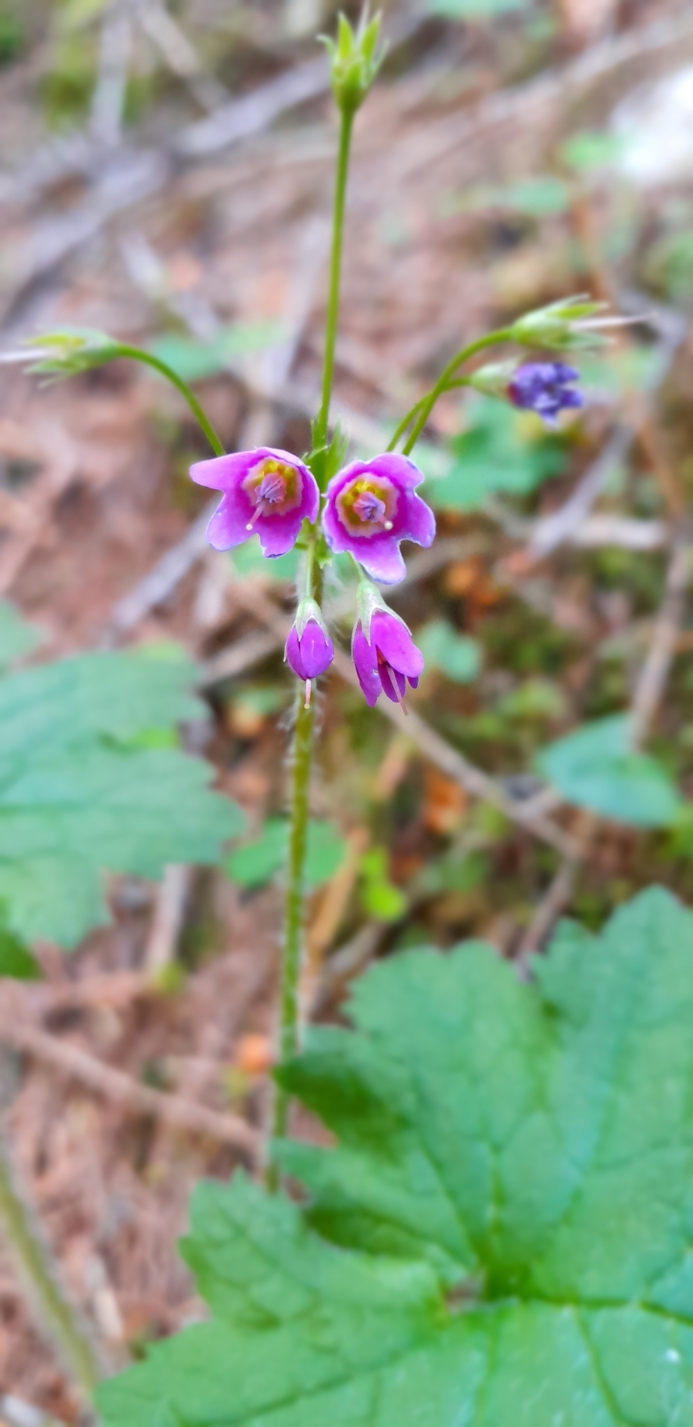 Primula matthioli K.Richt.