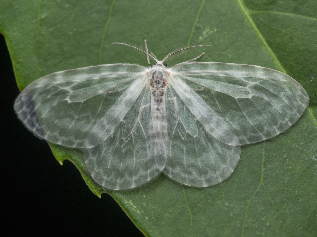 Deroca hyalina in June 2022 by Lawrence Hylton · iNaturalist